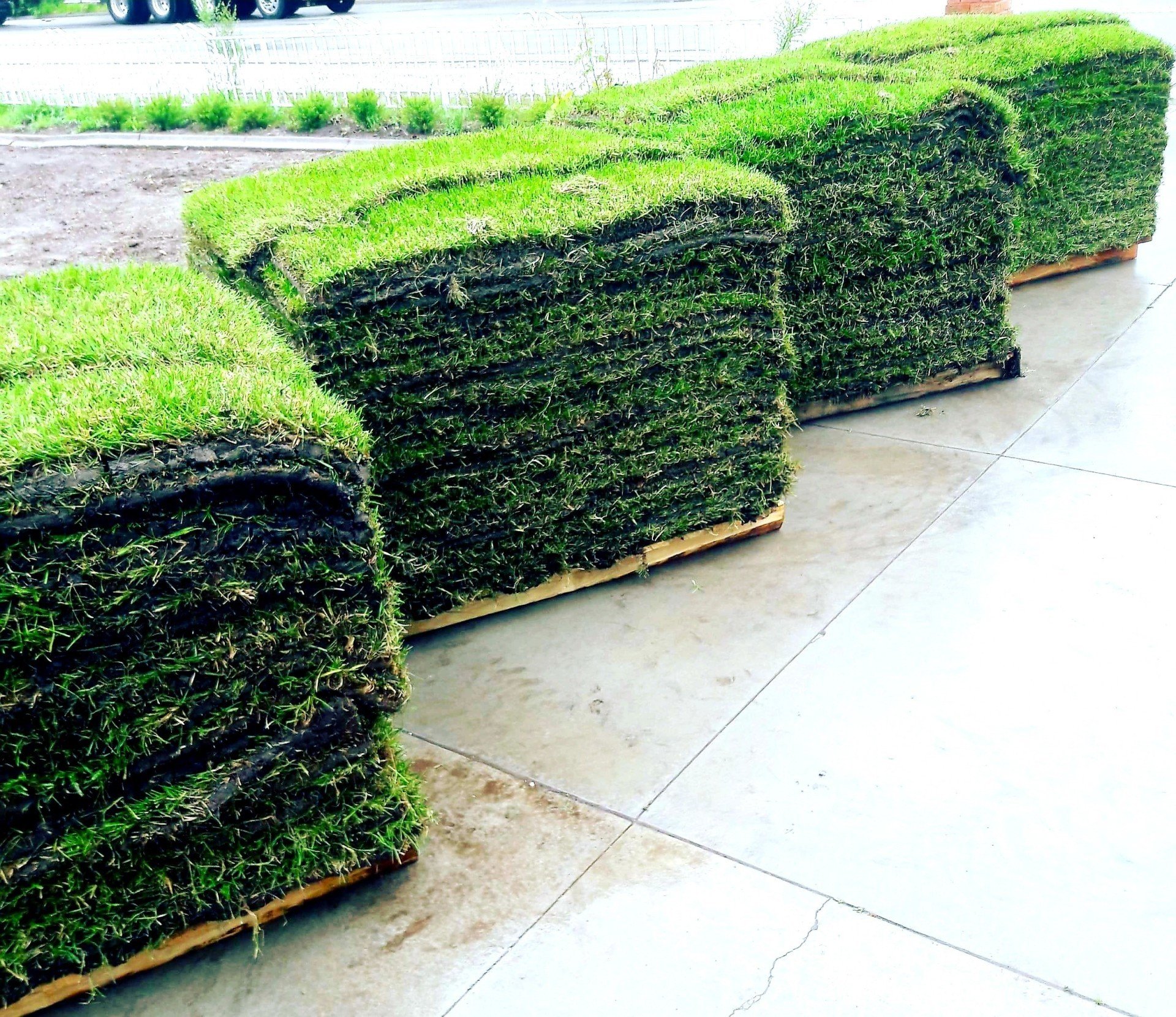 Tahoma 31 Sod in Utah: Best Drought-Tolerant Grass Option