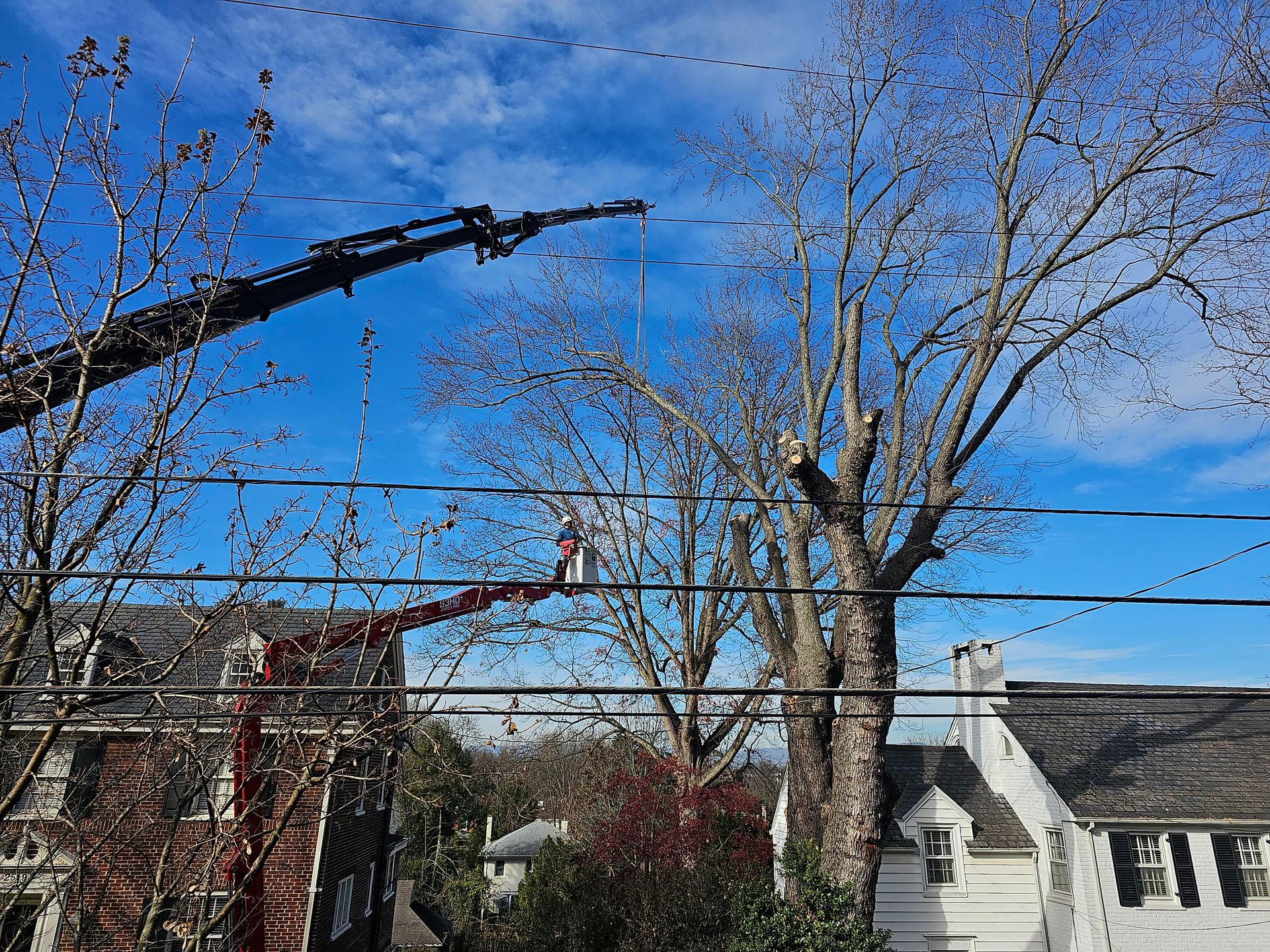 Tree Company | Roanoke, VA | Jay's Tree Service