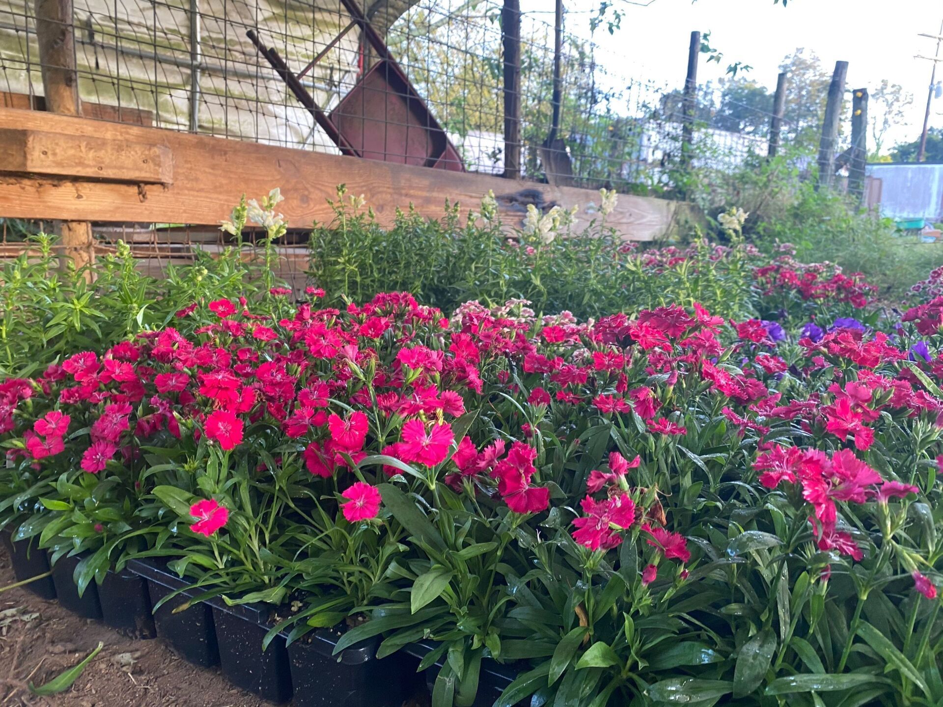 Landscape King of Baton Rouge 225-304-2499