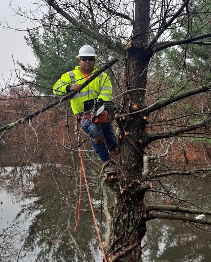 Flores Tree Services Climbing To The Top, LLC