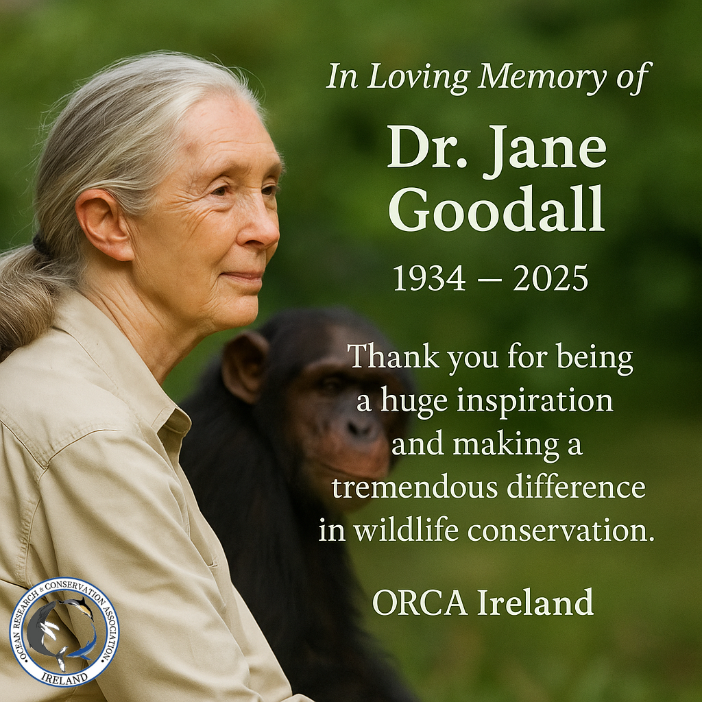 Remembering Dr. Jane Goodall (1934–2025): A Life of Curiosity ...
