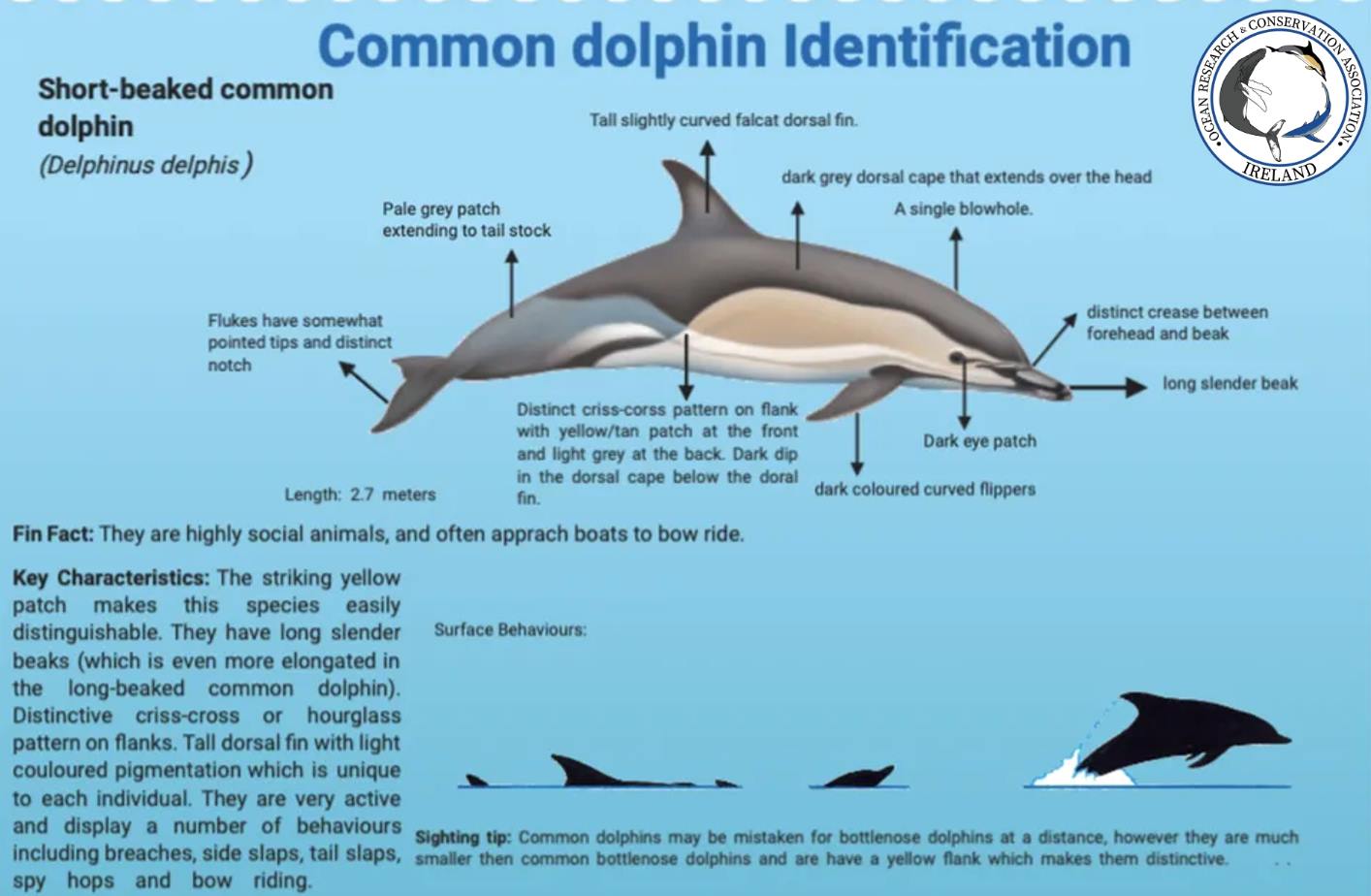 Ocean Research & Conservation Association of Ireland