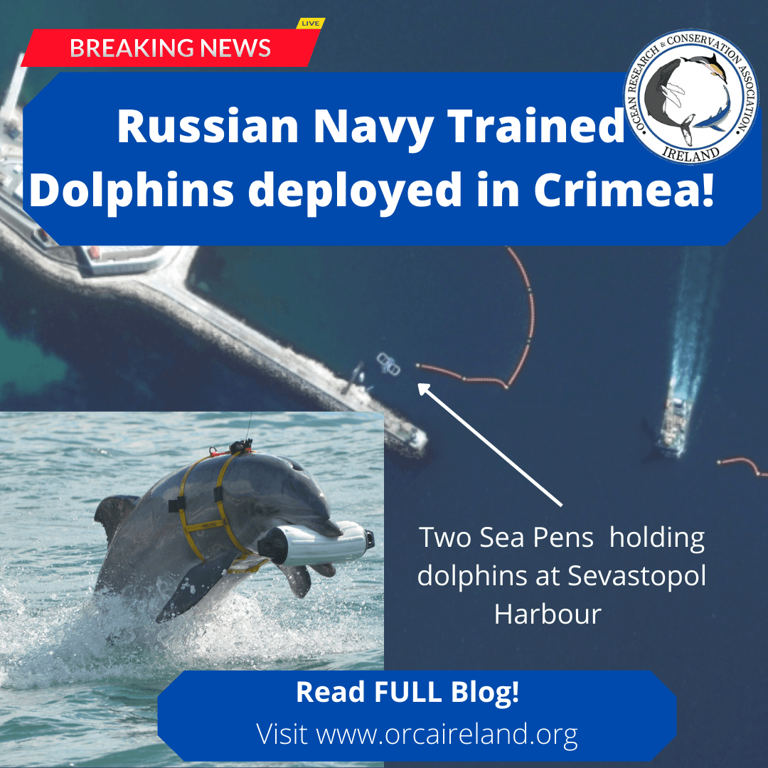 Russian Navy Trained Dolphins Deployed in Crimea