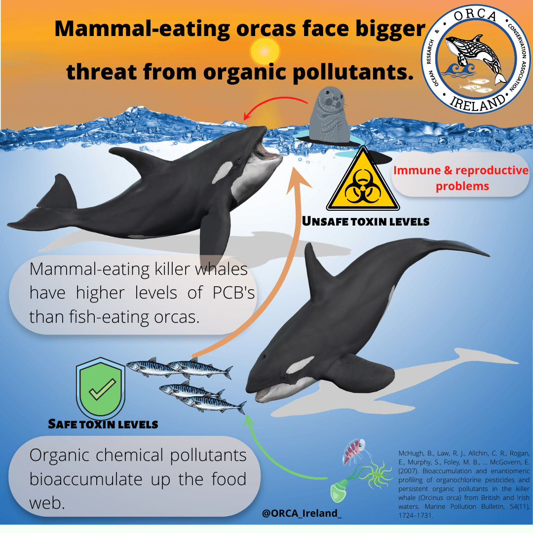 Pcb Pollution Threatens Global Killer Whale Orcinus Orca Populations