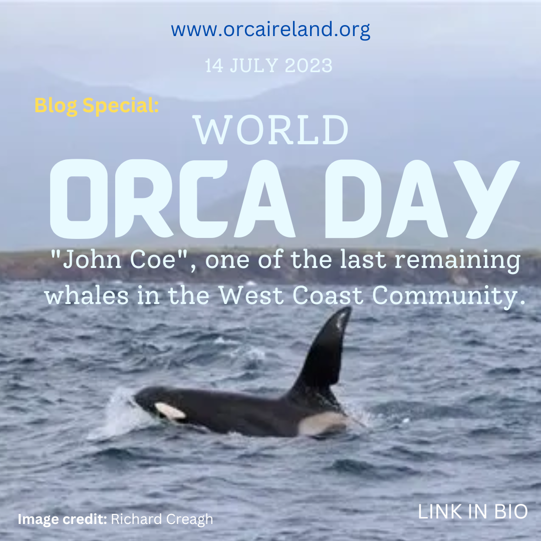 The Last Orcas of Ireland and the U.K.