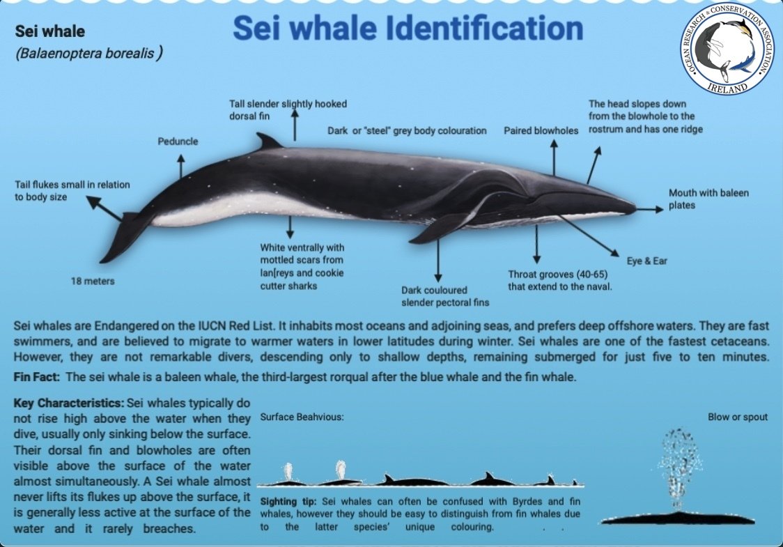 Ocean Research & Conservation Association of Ireland