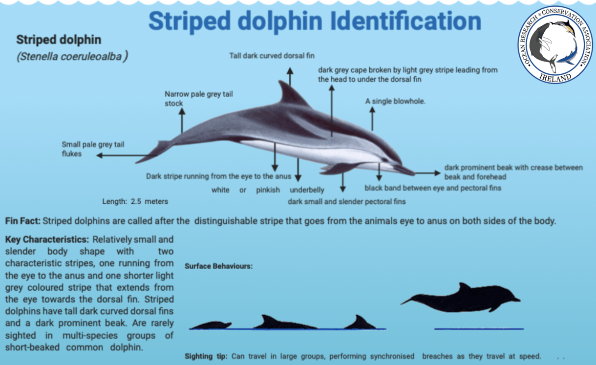 Ocean Research & Conservation Association of Ireland