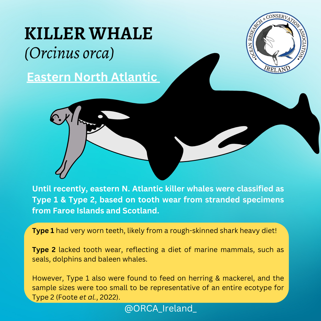 The Last Orcas of Ireland and the U.K.