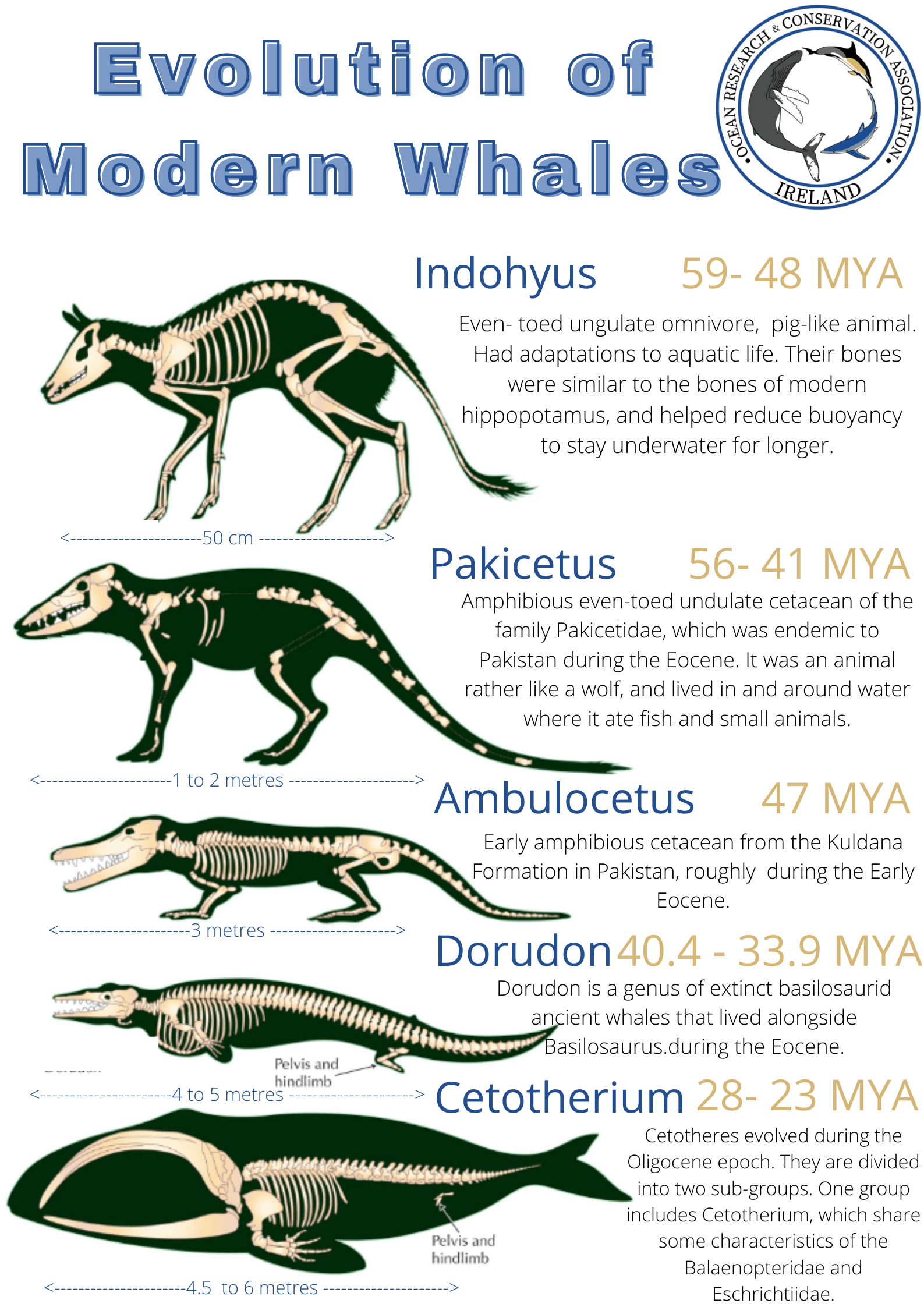 Whales that Walked on Land - A new amphibious whale discovered in Egypt.