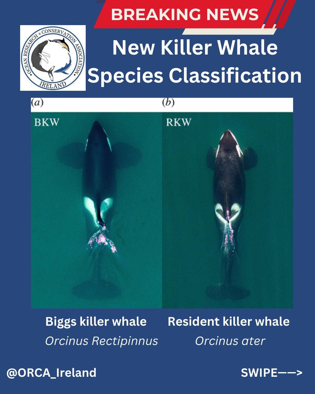 Killer Whale Space