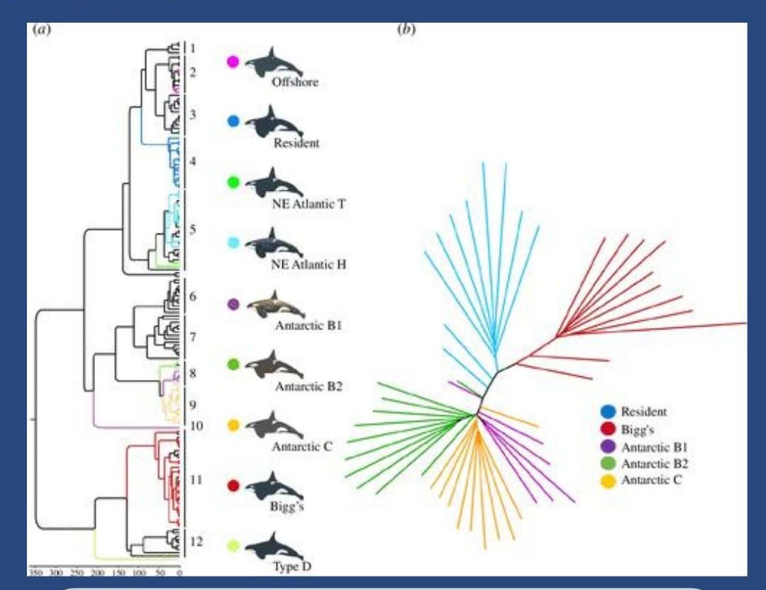 New Research on Distinct Species of Killer Whales