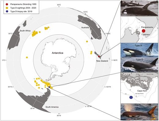 Type D killer whales are the most inbred mammals ever documented.
