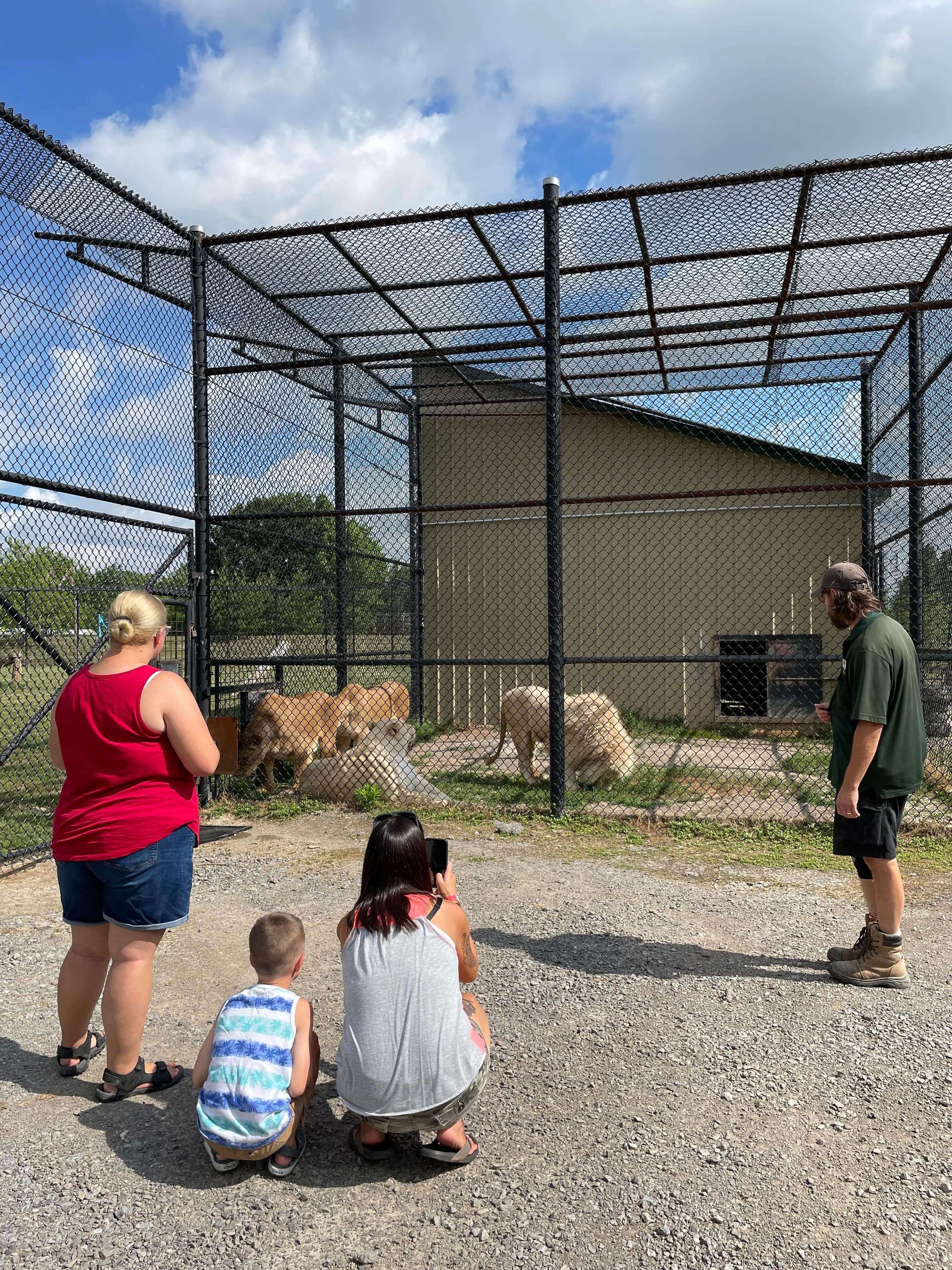 Lion Experience | Safari Niagara