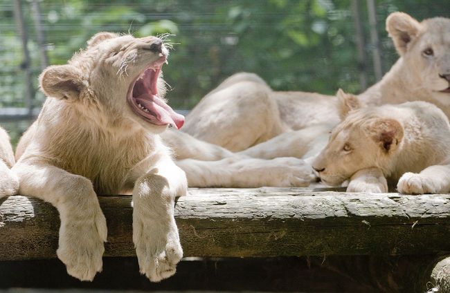 Lion Experience | Safari Niagara