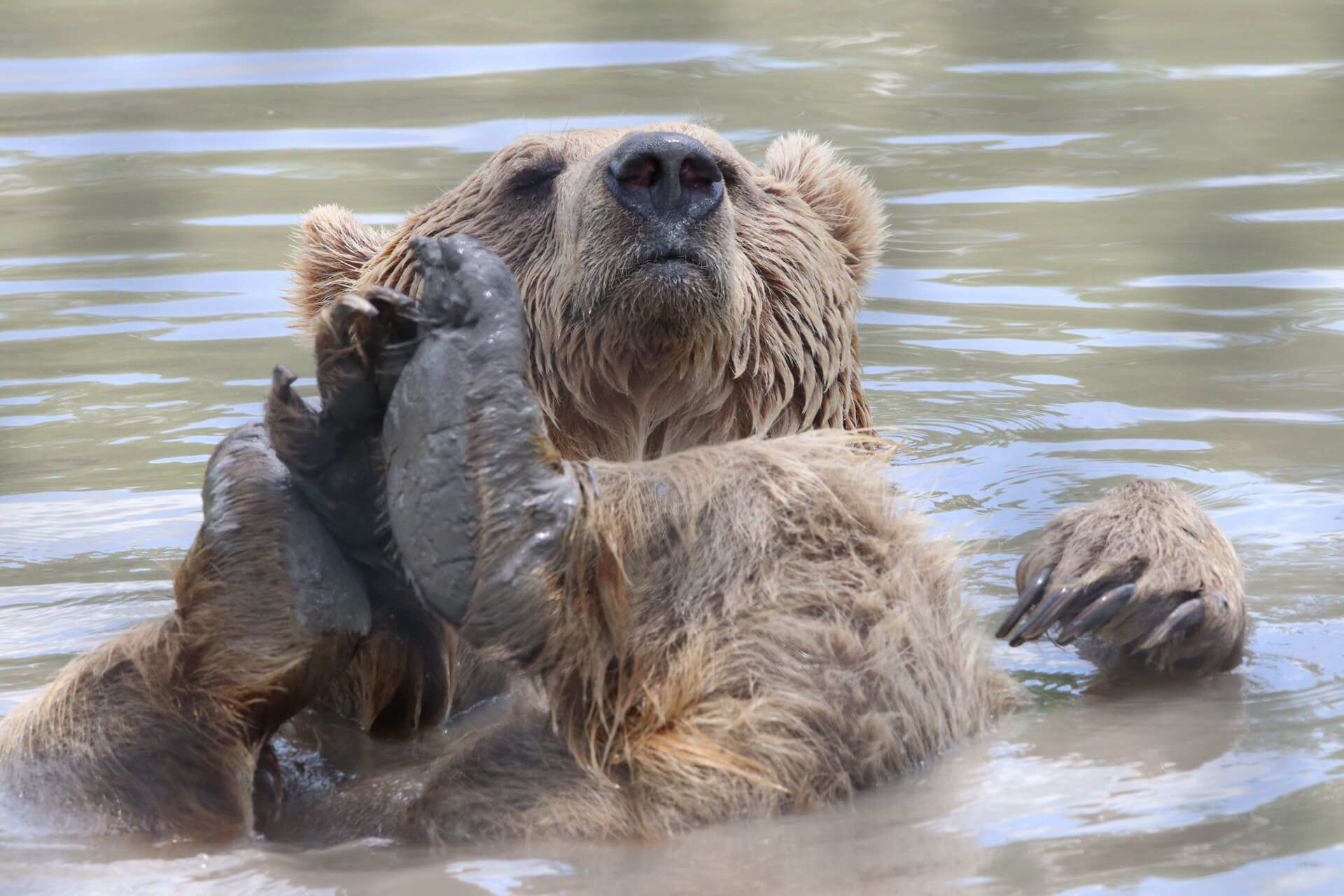 Bears Experience | Safari Niagara