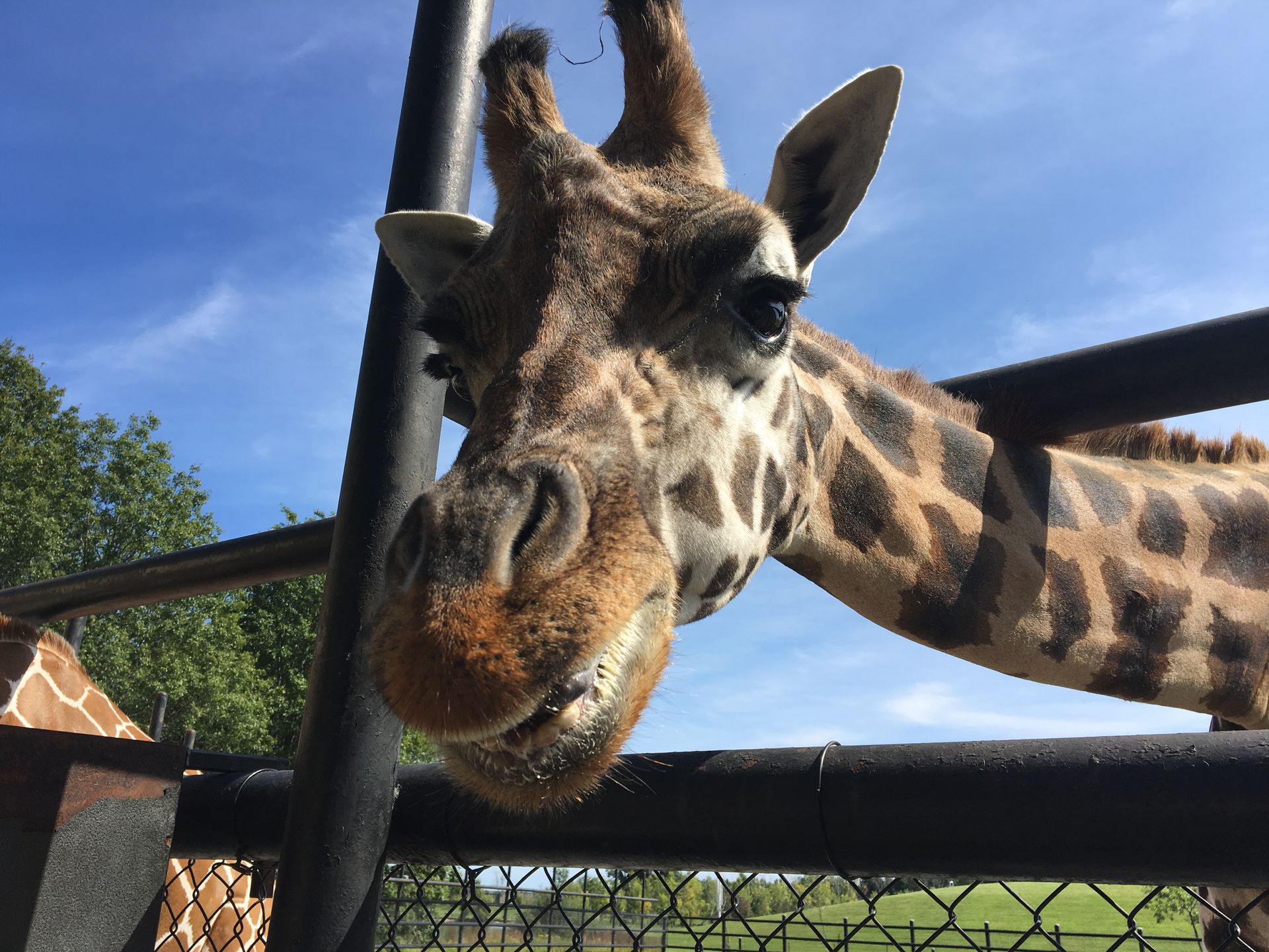 Giraffe Experience | Safari Niagara