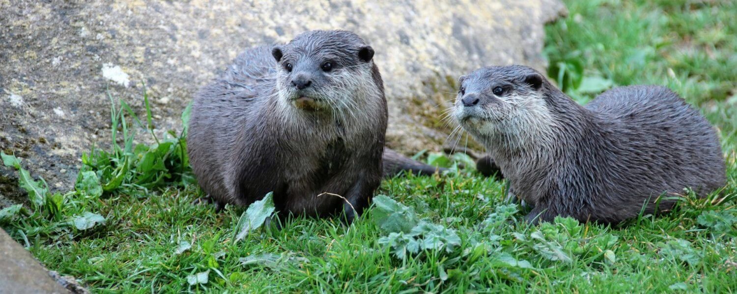 Zoo Animal Experiences | Lions, Tigers, Giraffes & More | Safari Niagara