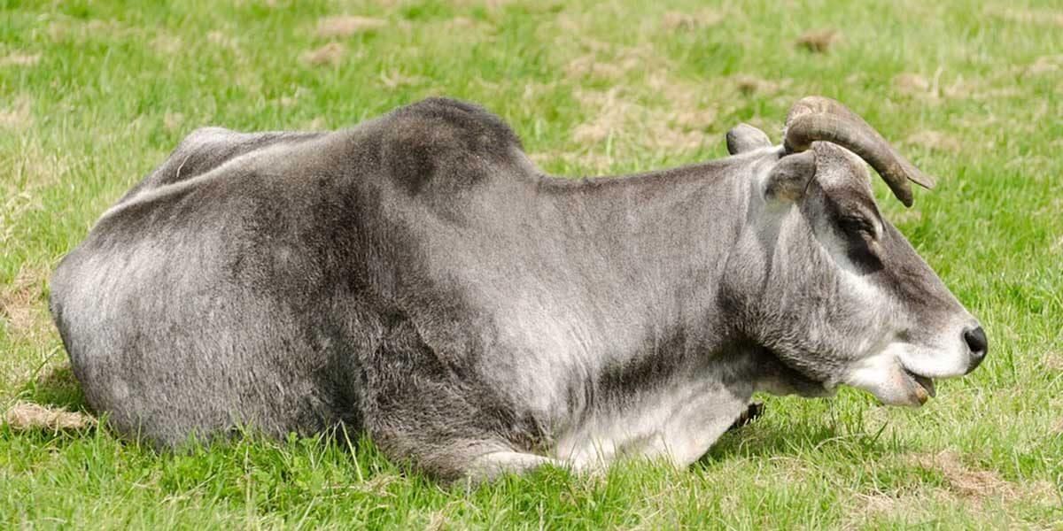 Mammals