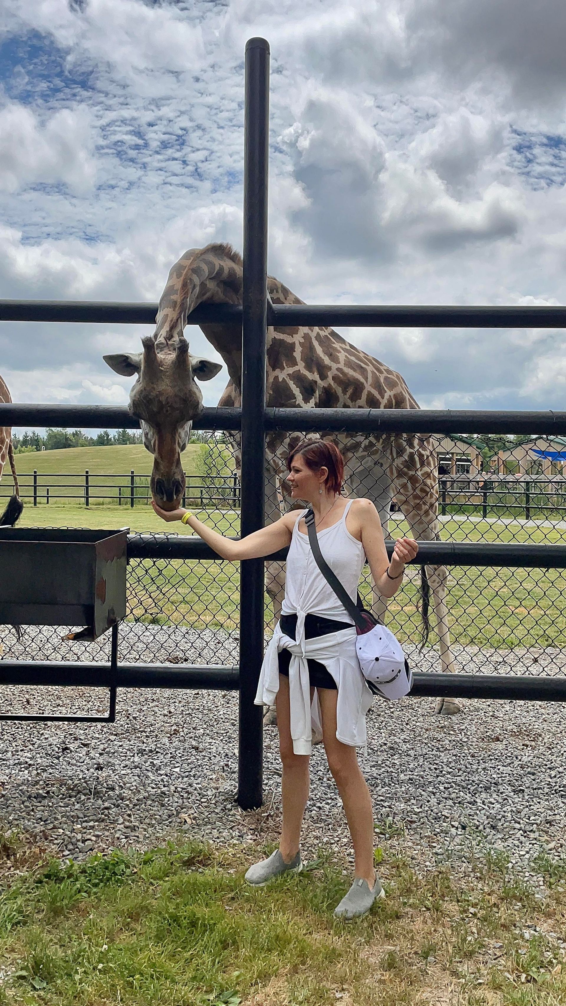 Giraffe Experience | Safari Niagara