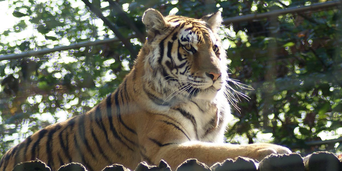 Zoo Animal Experiences | Lions, Tigers, Giraffes & More | Safari Niagara