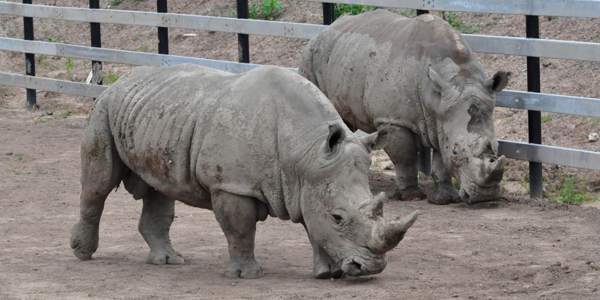 Mammals