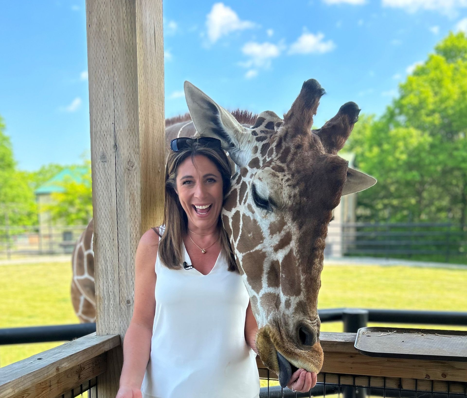 Giraffe Experience | Safari Niagara