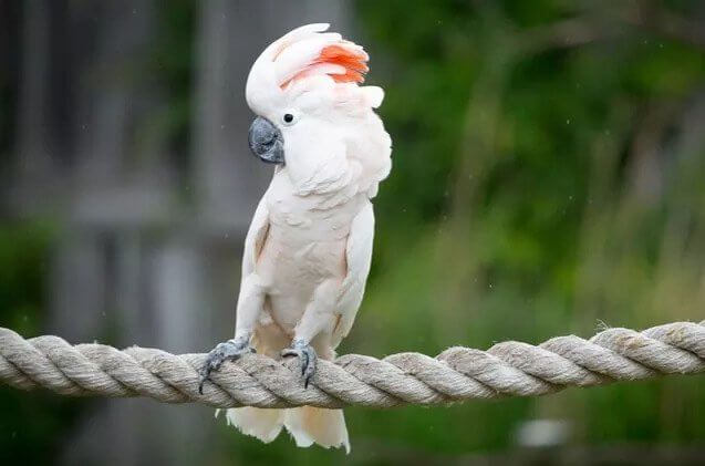 Birds
