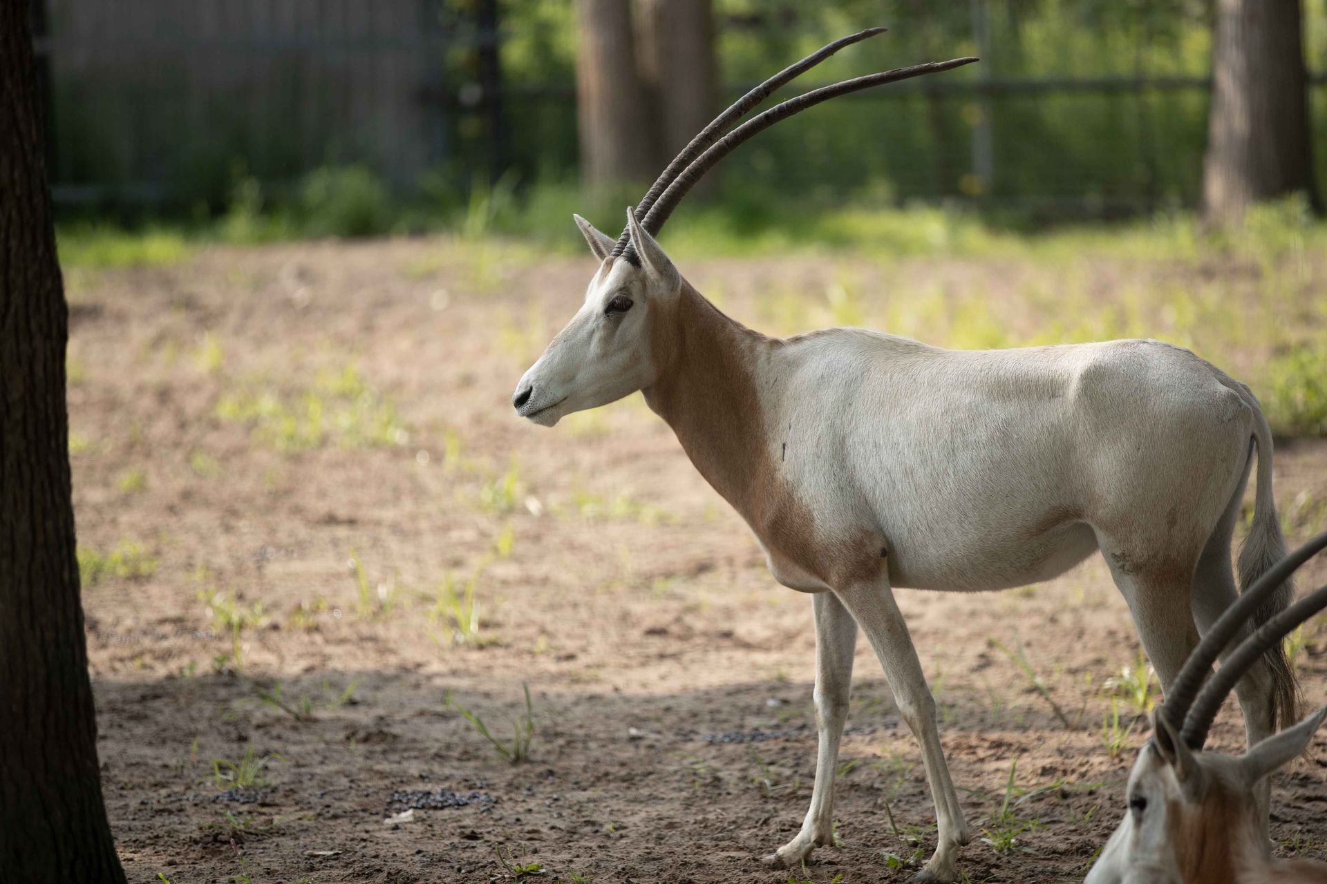 Safari Niagara | Get Closer at one of Ontario's Favourite Zoos