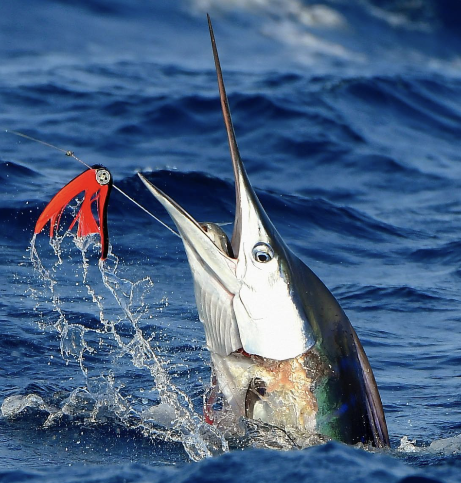 MirrOlure | Turn on the Bite