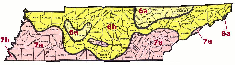 Edible Plants in Tennessee [Forager's Guide for Beginners]