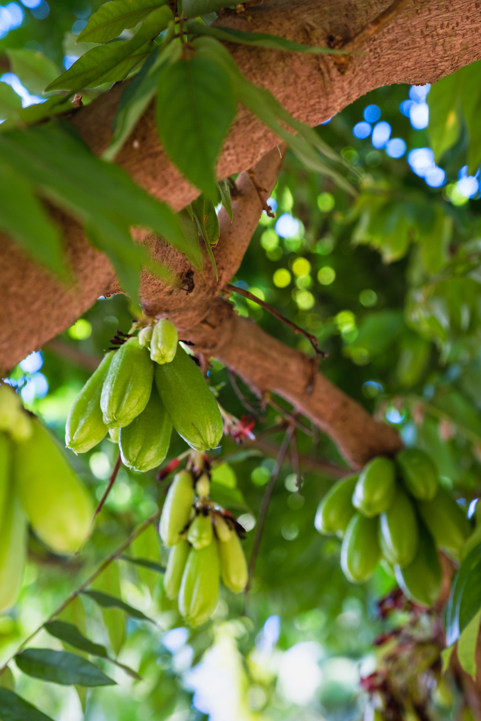 dining at kizikula – fresh flavors by the ocean