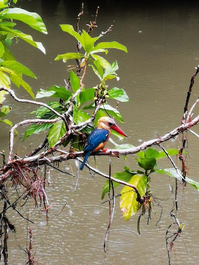 Sepilok Jungle Resort: Paradise of Nature in Sandakan