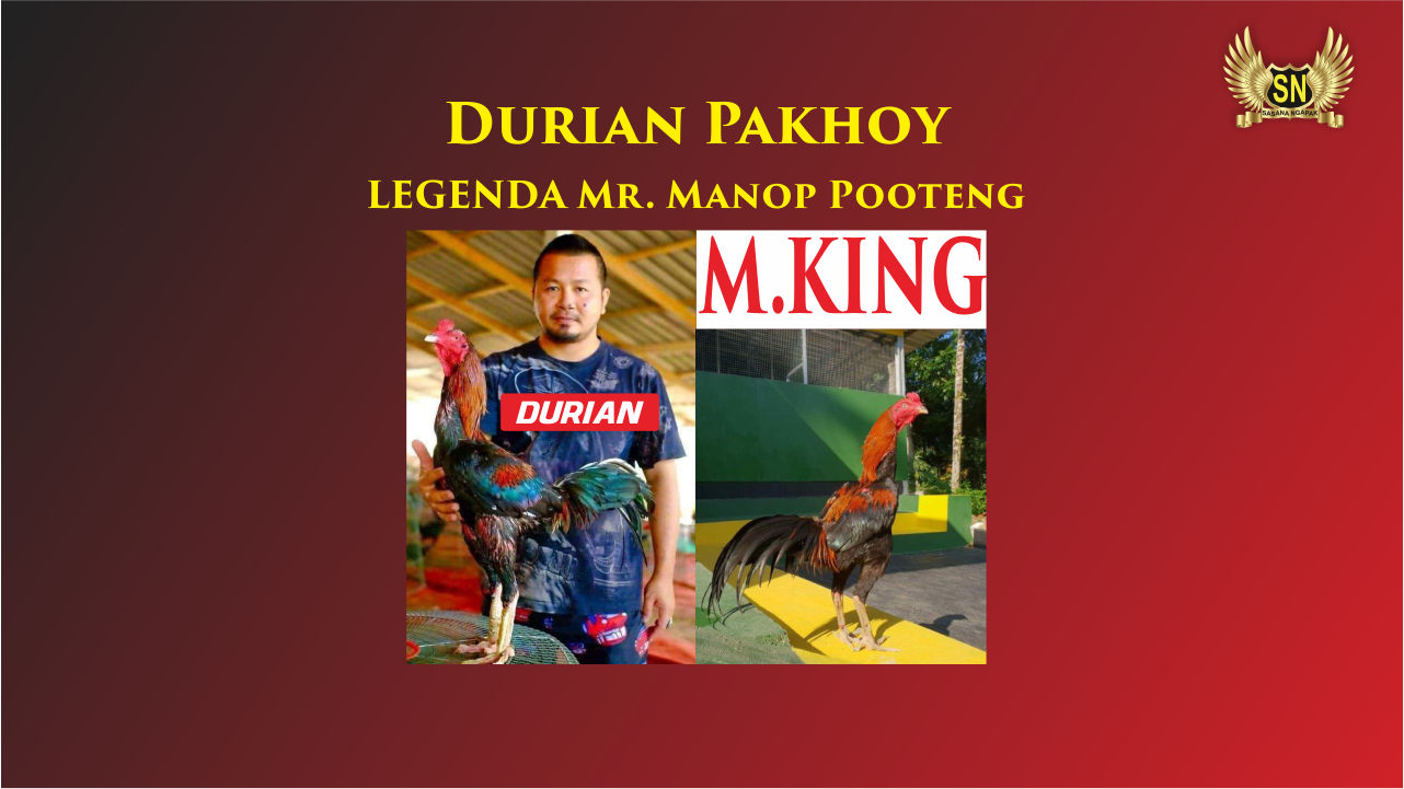 Durian Pakhoy LEGENDA Mr. Manop Pooteng