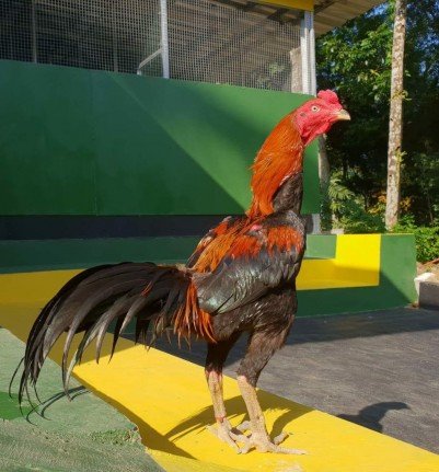 Durian Pakhoy LEGENDA Mr. Manop Pooteng