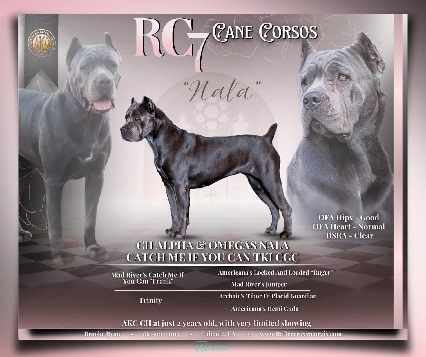 Cane Corso Puppies for Sale | Rafter Cross Corgis | CA