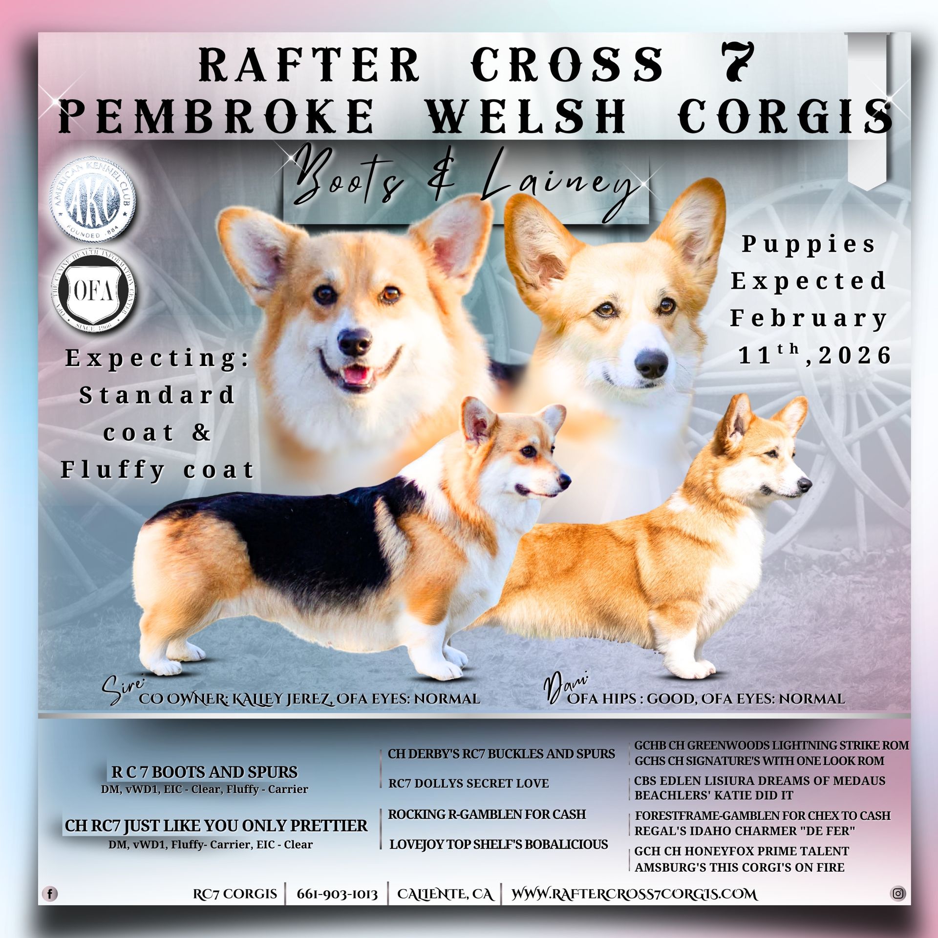 Corgi Puppies For Sale California | Rafter Cross 7
