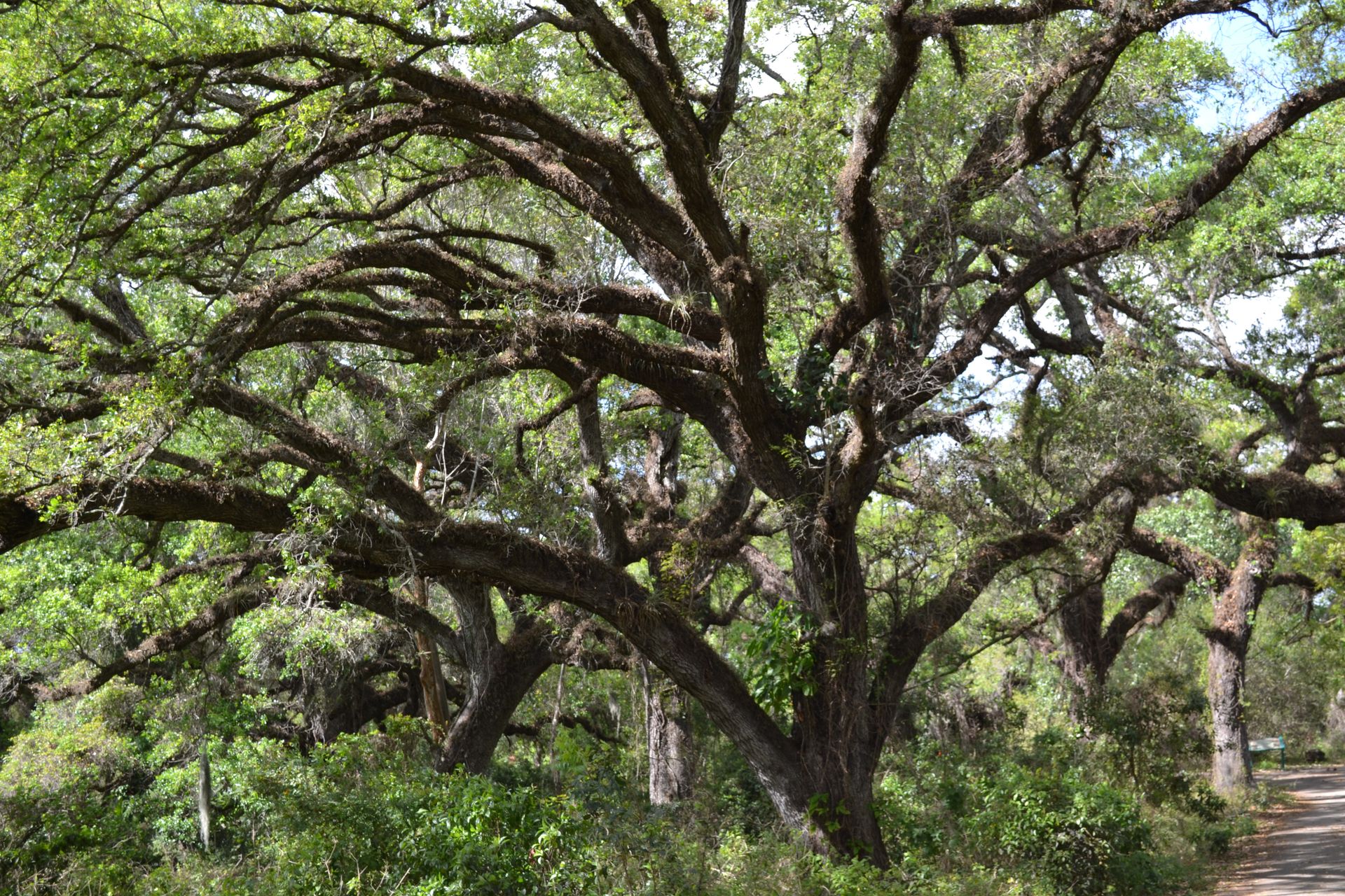Tree Surveys | Environmental Specialists Charlotte County | Punta Gorda, FL
