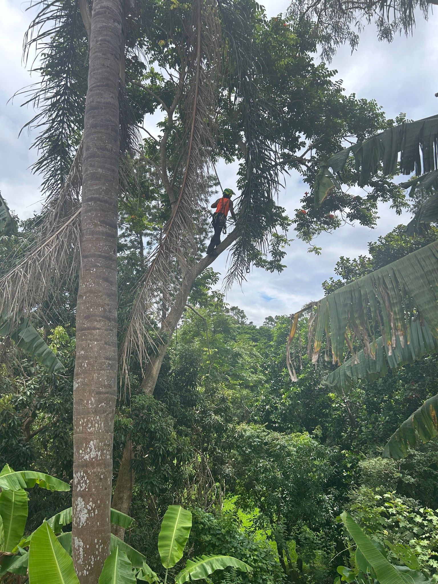 True Blue Tree and Stump Removal's Gallery | Sunshine Coast