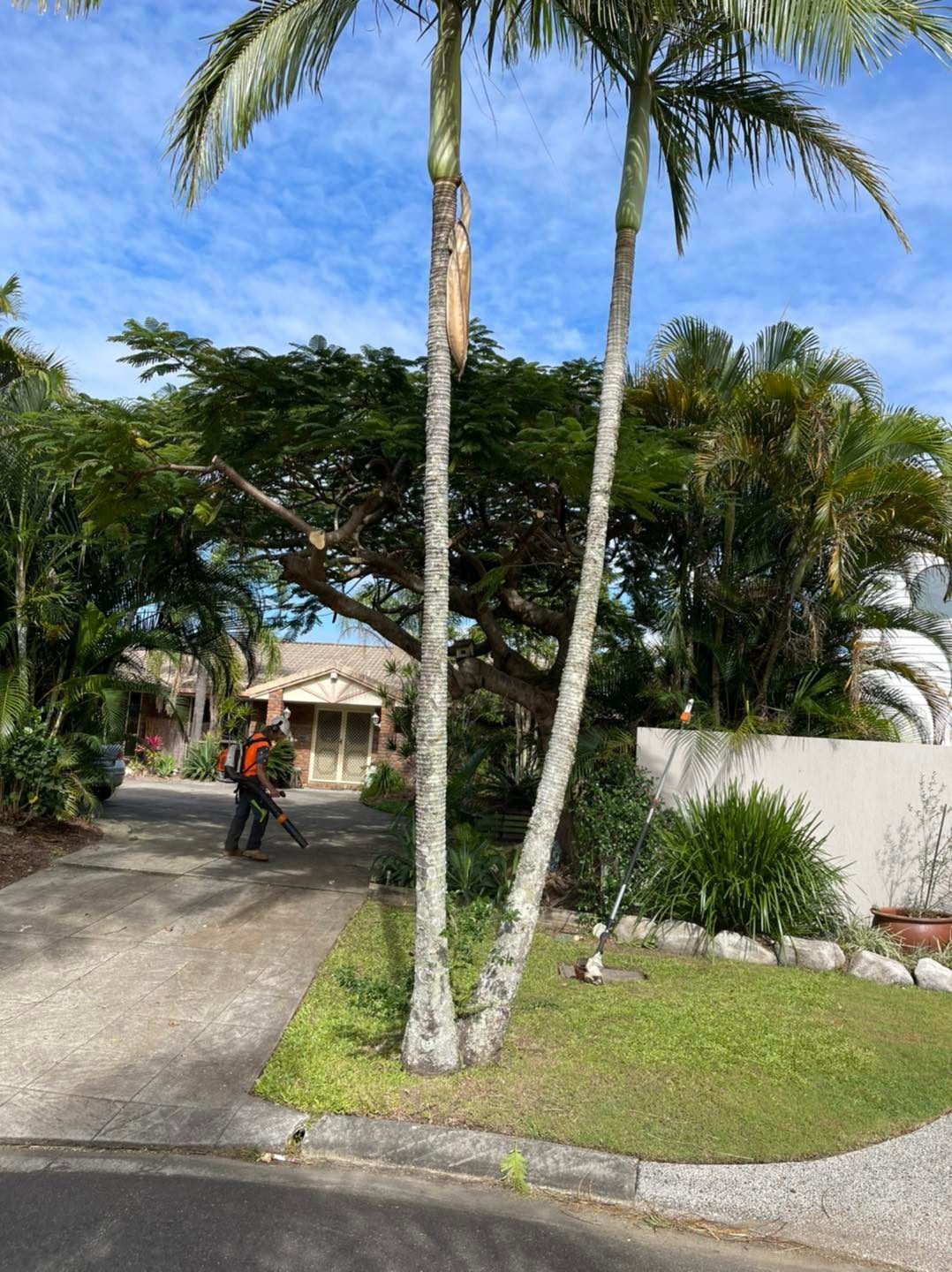 True Blue Tree and Stump Removal's Gallery | Sunshine Coast