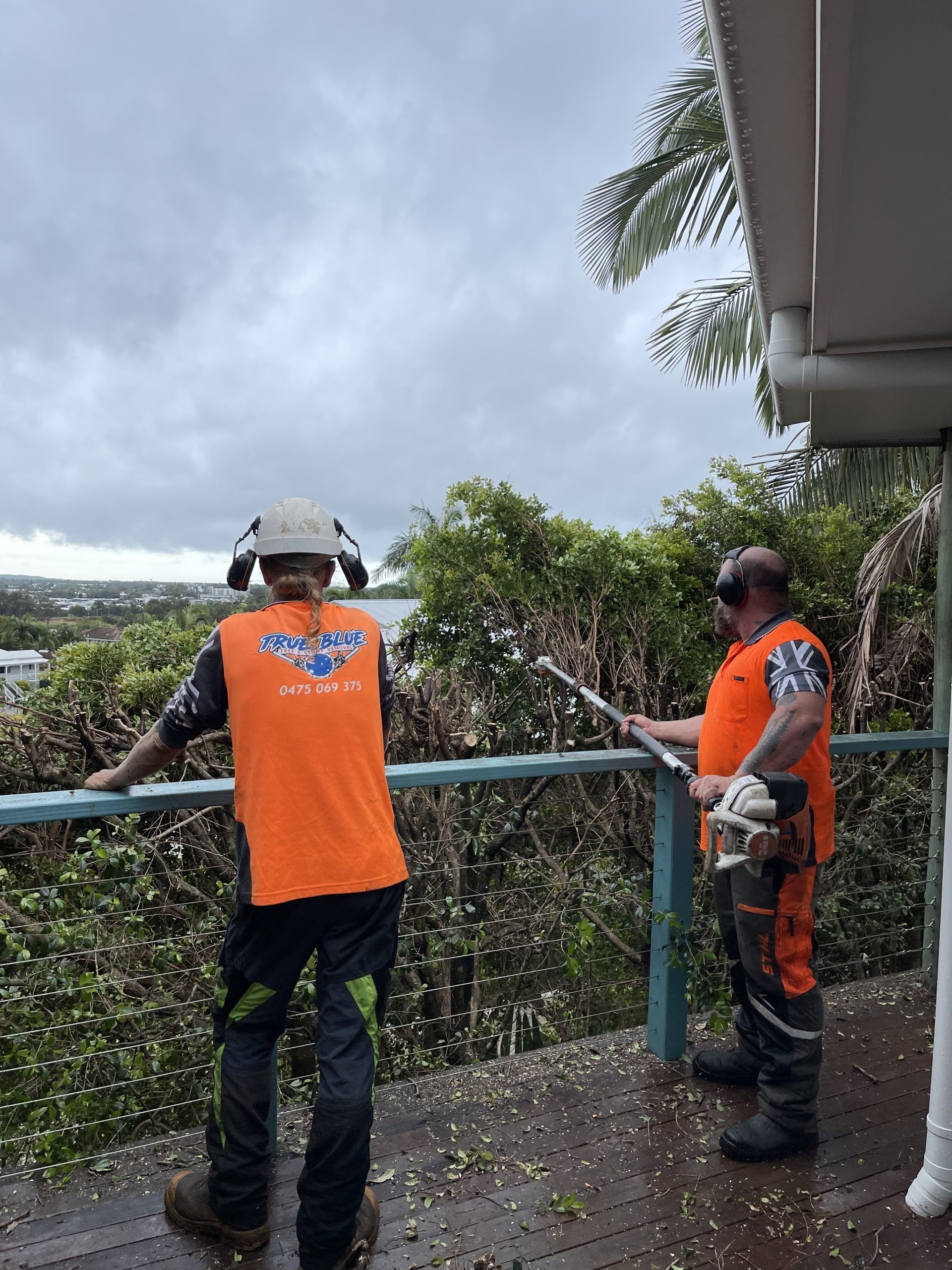 True Blue Tree and Stump Removal's Gallery | Sunshine Coast