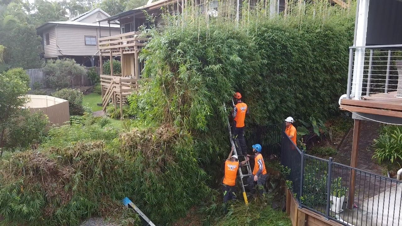 True Blue Tree and Stump Removal's Gallery | Sunshine Coast