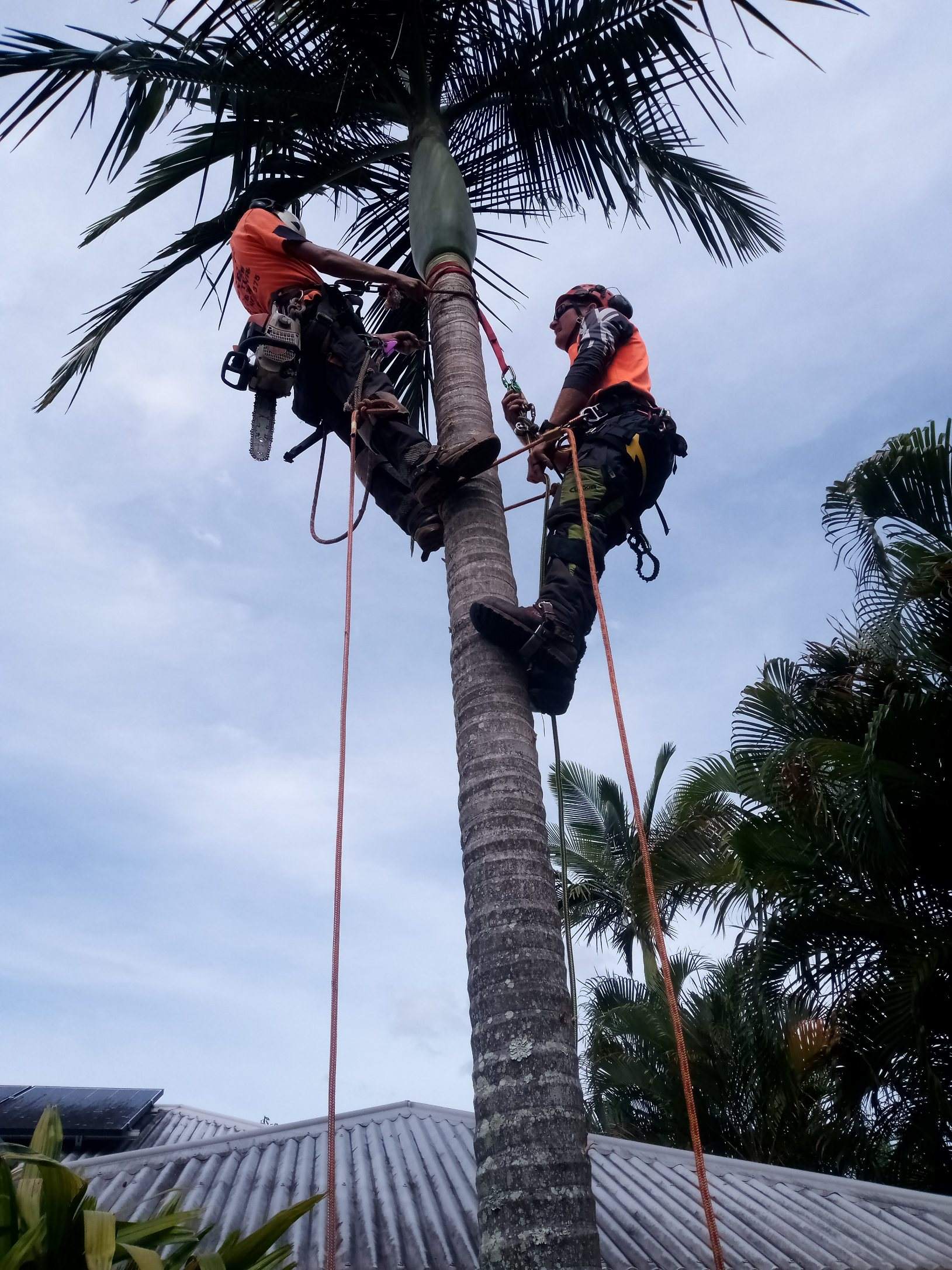 Palm Tree Maintenance and Removal on the Sunshine Coast