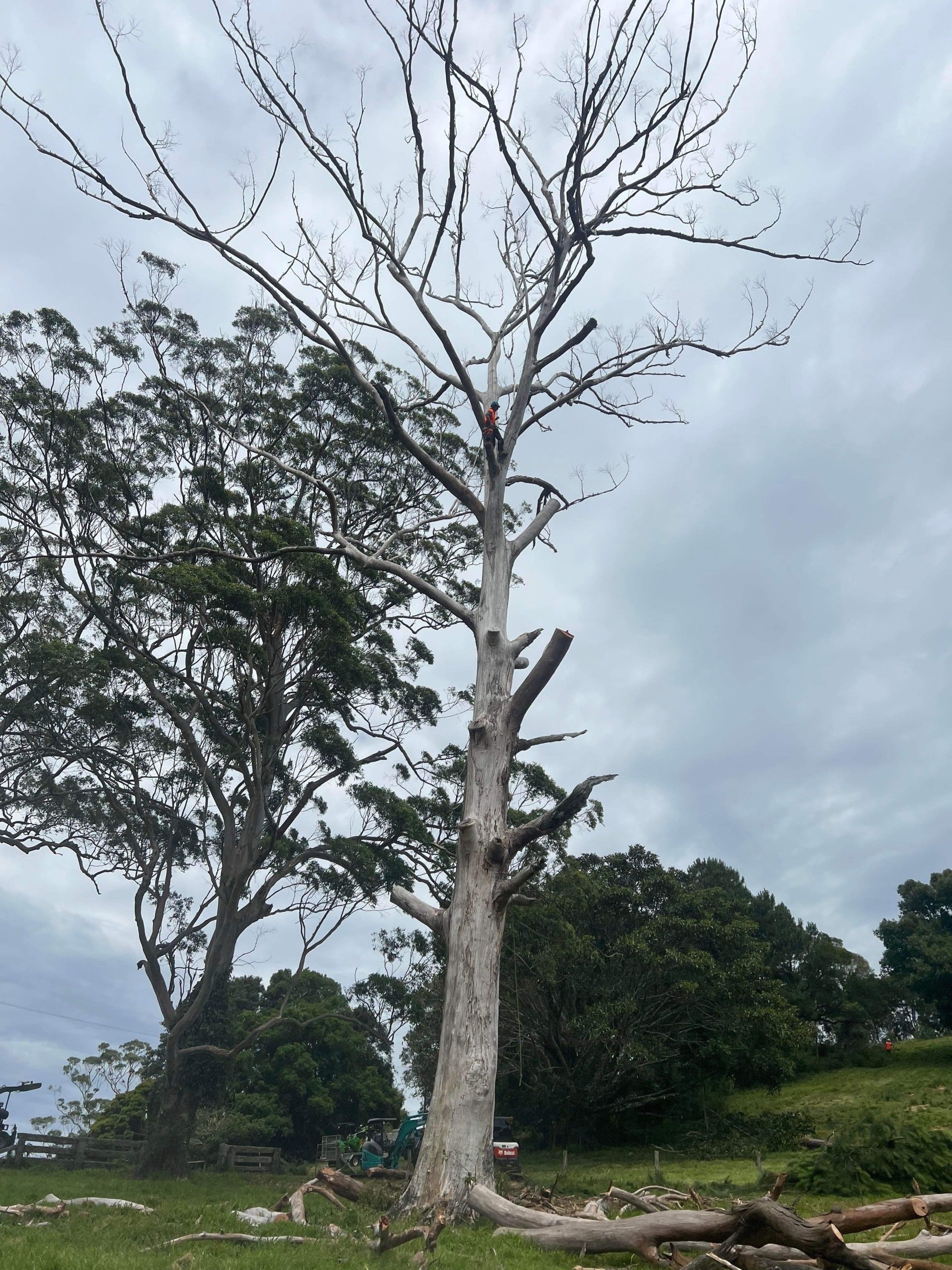 True Blue Tree and Stump Removal's Gallery | Sunshine Coast
