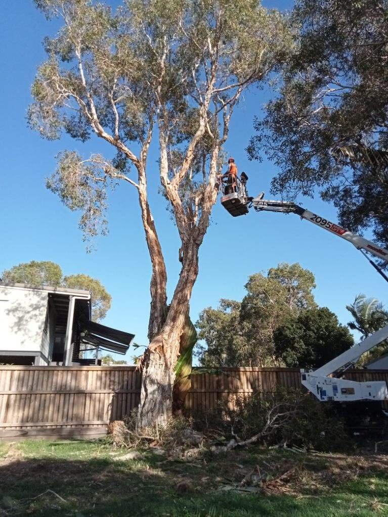 True Blue Tree and Stump Removal's Gallery | Sunshine Coast