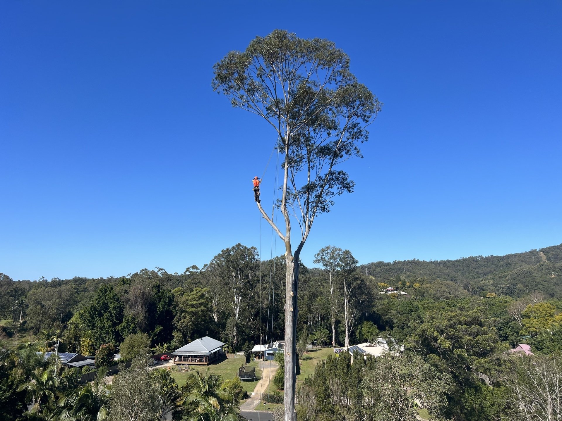 True Blue Tree and Stump Removal's Gallery | Sunshine Coast