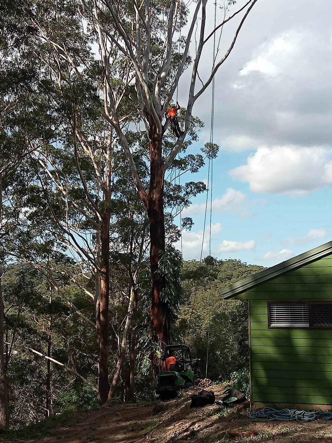 True Blue Tree and Stump Removal's Gallery | Sunshine Coast