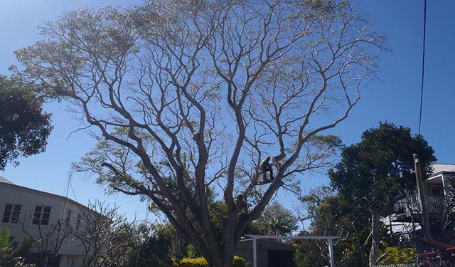 True Blue Tree and Stump Removal's Gallery | Sunshine Coast