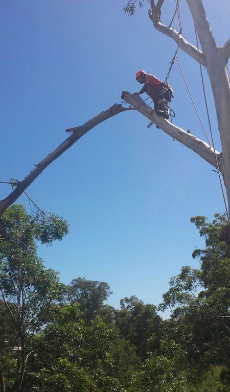 True Blue Tree and Stump Removal's Gallery | Sunshine Coast