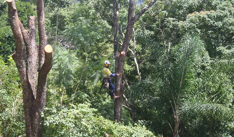 True Blue Tree and Stump Removal's Gallery | Sunshine Coast