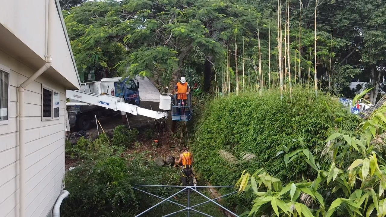 True Blue Tree and Stump Removal's Gallery | Sunshine Coast
